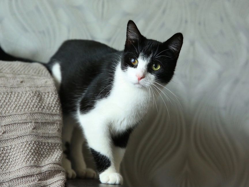 Все-еще бездомные