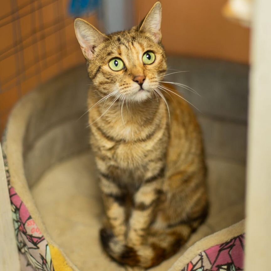 Кошечка Боня ищет свою семью