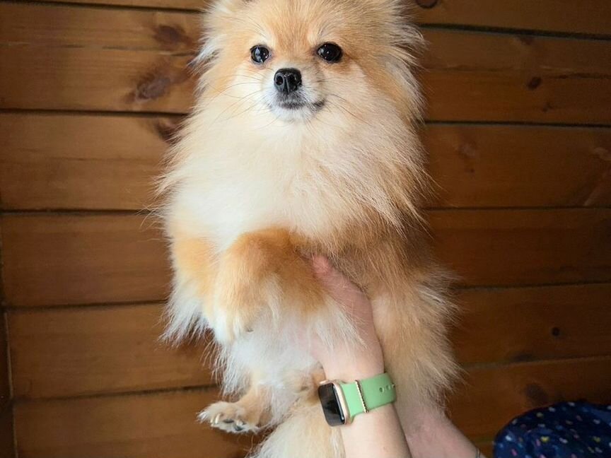 Померанский шпиц мини