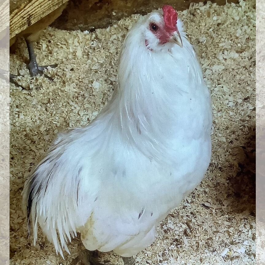 Араукана куры и петухи