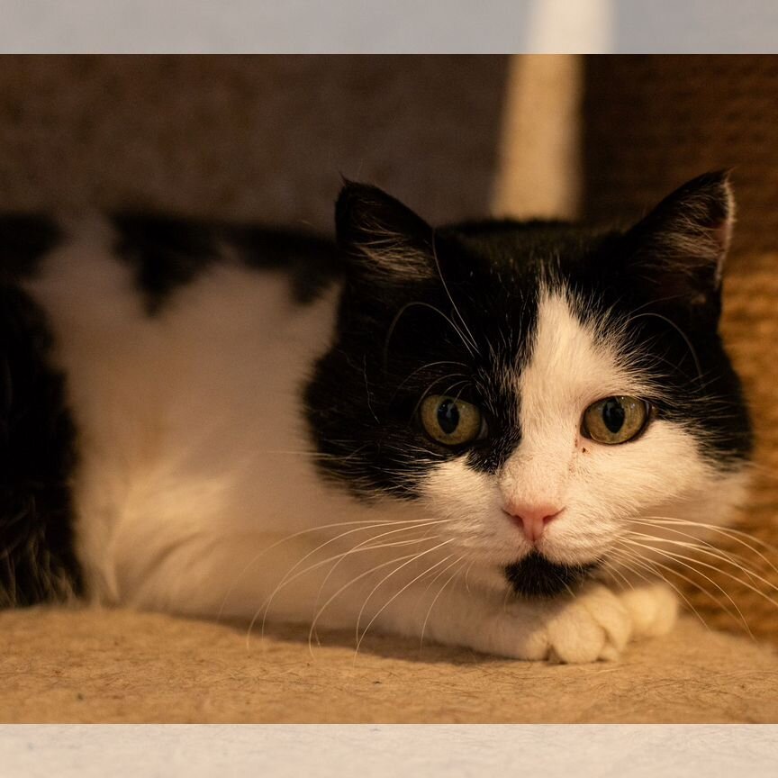 Взрослая, Девочка кошка в добрые руки