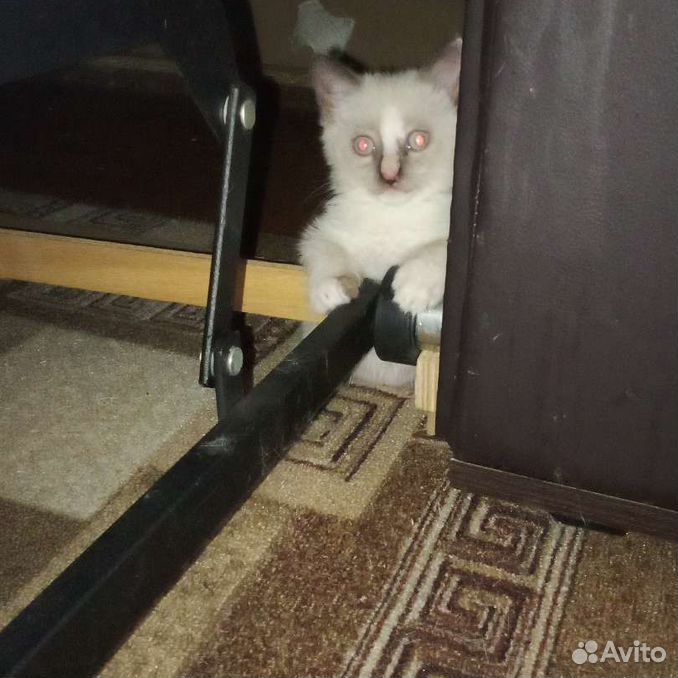 Отдам котят в добрые руки,к лотку причины