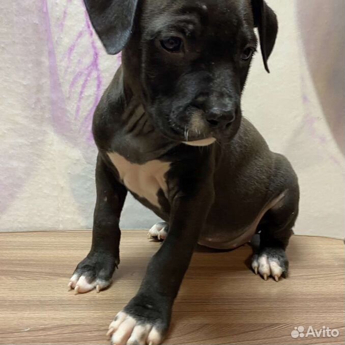 Чёрная девочка американского стаффорда