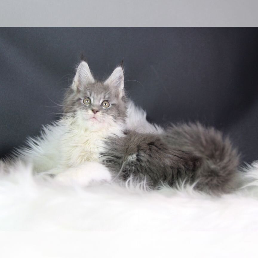 Мейн-кун котёнок