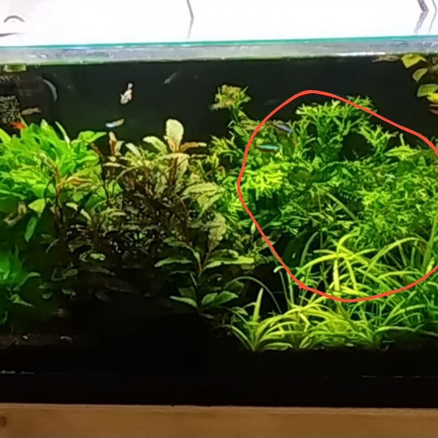 Растения для аквариума