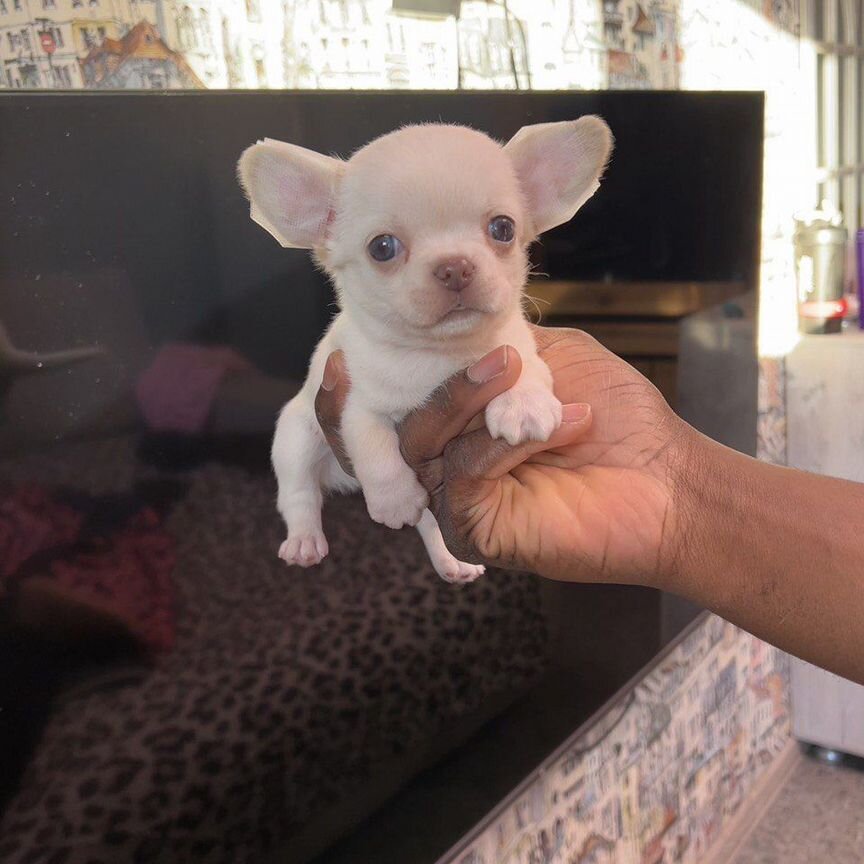 Чихуахуа, щенок