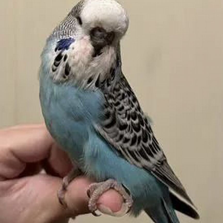 Выставочный попугай чех