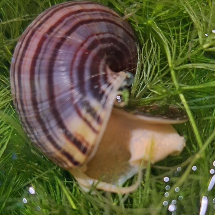 Улитка ампуллярия розовая, роголистник, креветки