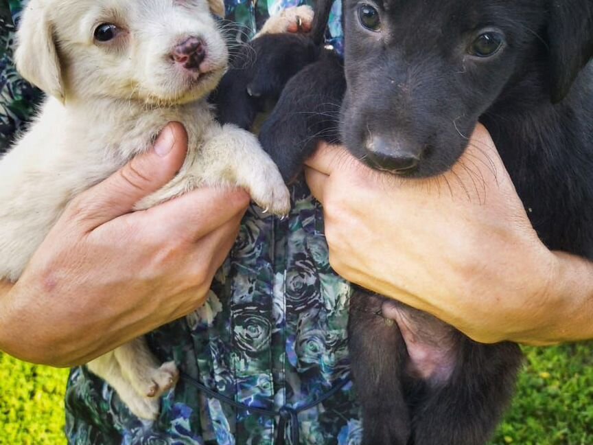 Отдам бесплатно щенят