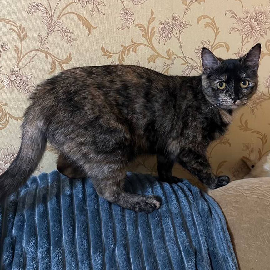 Взрослая, Девочка кошка в добрые руки