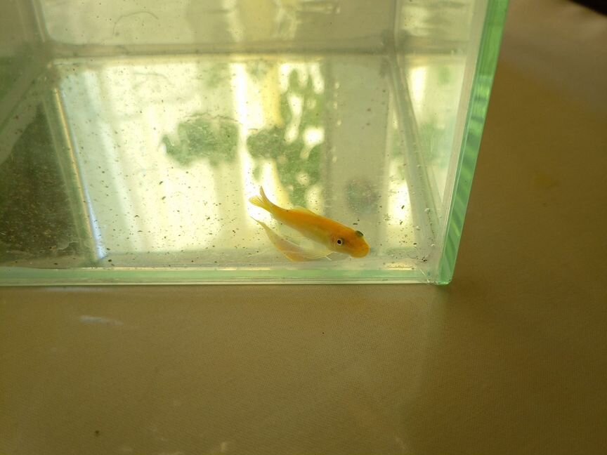 Гиринохейлус золотой - Gyrinocheilus aymonieri