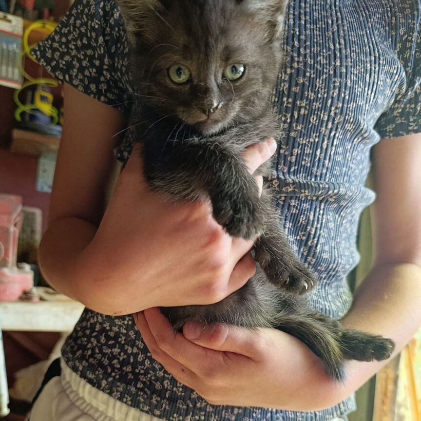 Котёнок в добрые руки