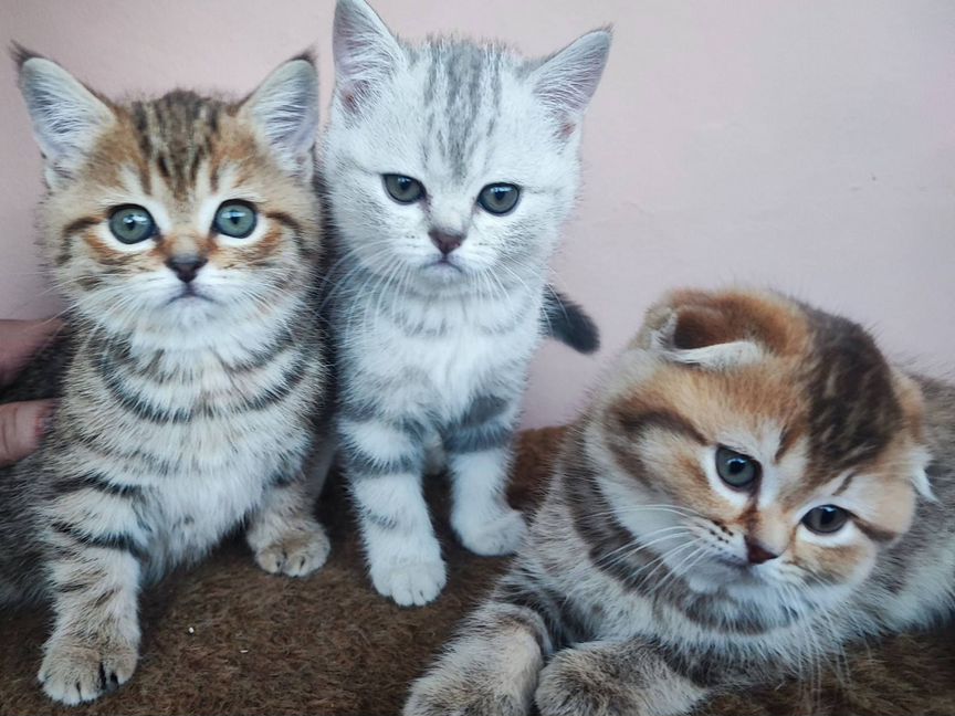Шотландские котята