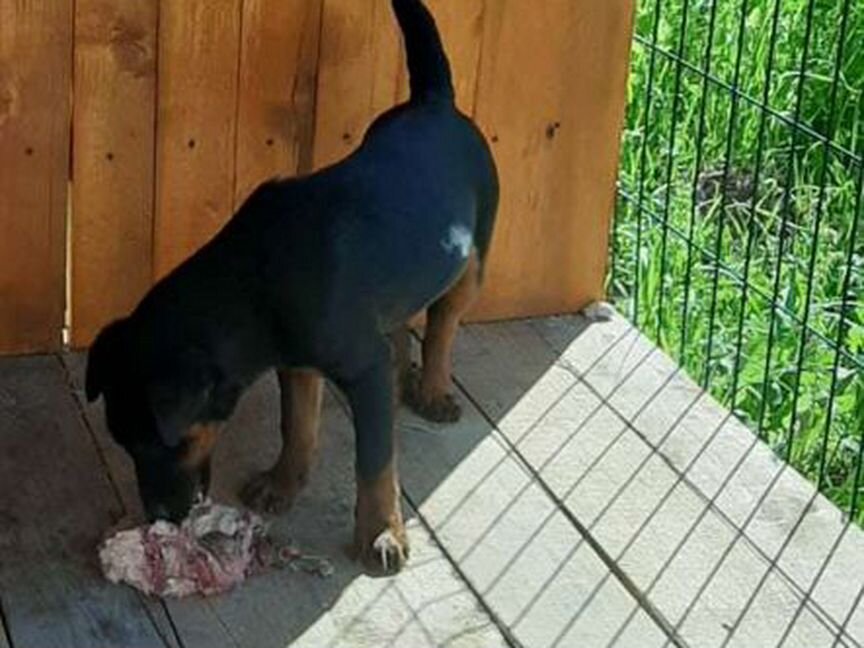 Ягдтерьер вязка Кобель