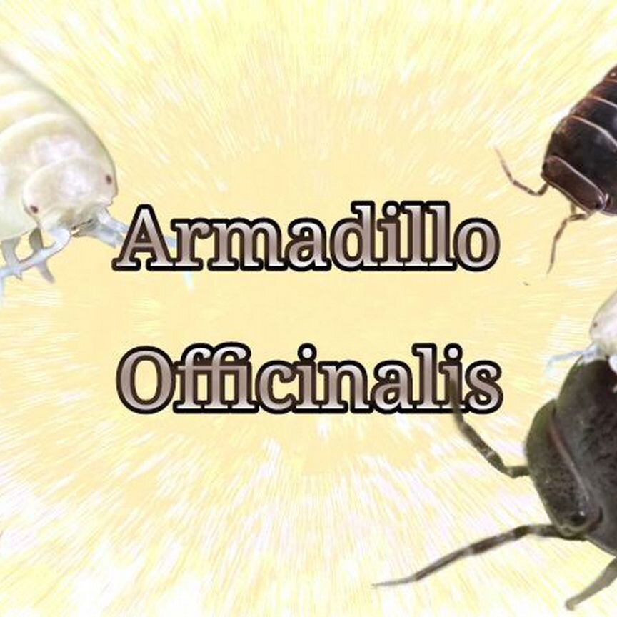 Мокрицы-броненосцы (Armadillo officinalis)