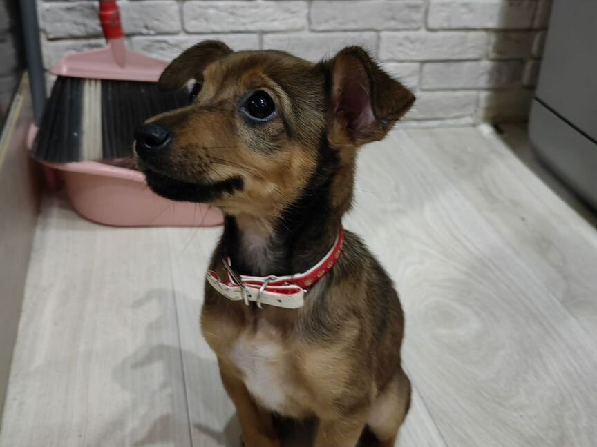 Цвергпинчер