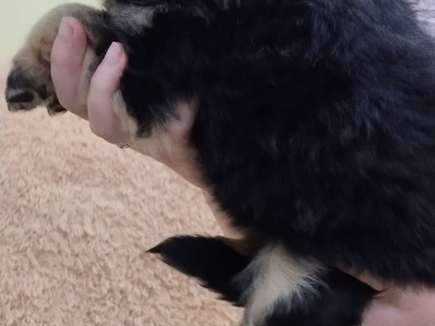 Щенки девочки немочки