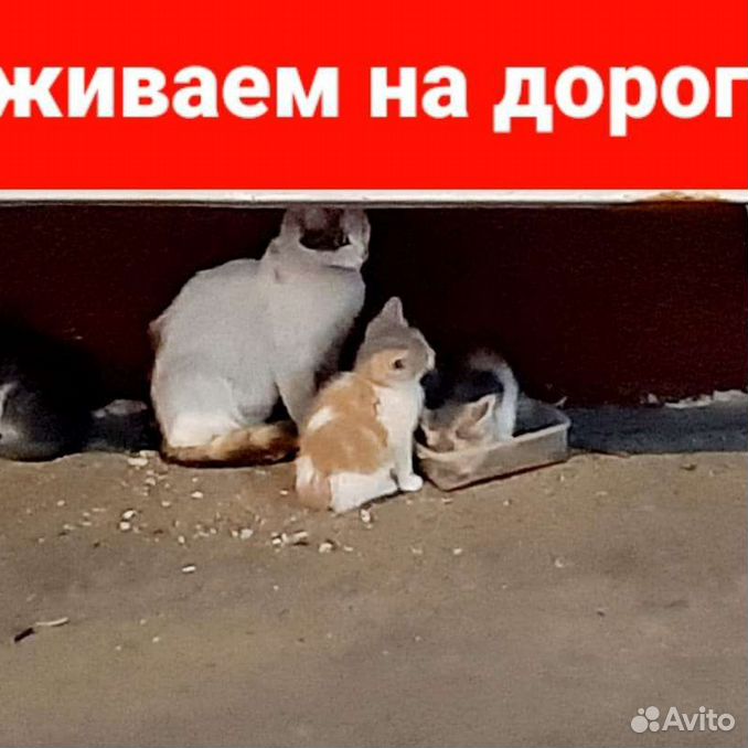 Кошка и котята на дороге