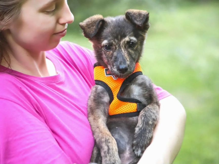 Щенок в добрые ручки