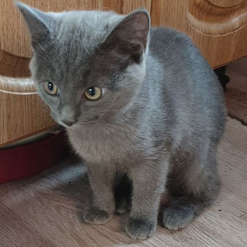 Котенок в добрые руки бесплатно