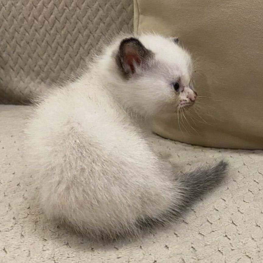 Сибирский котёнок