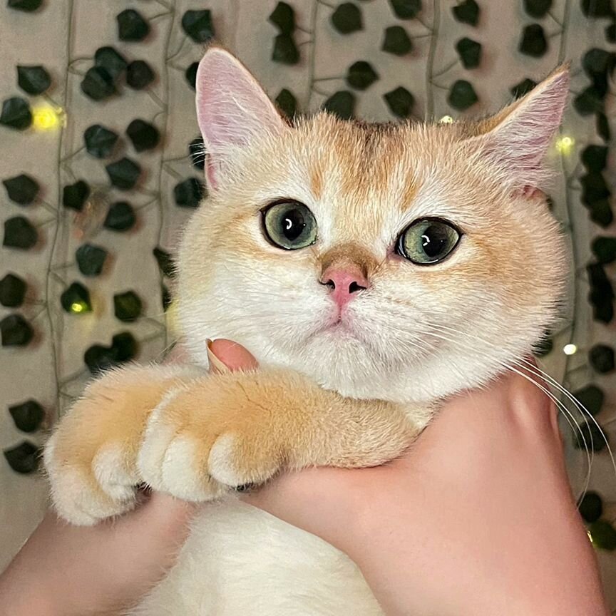 Британский короткошёрстный котёнок