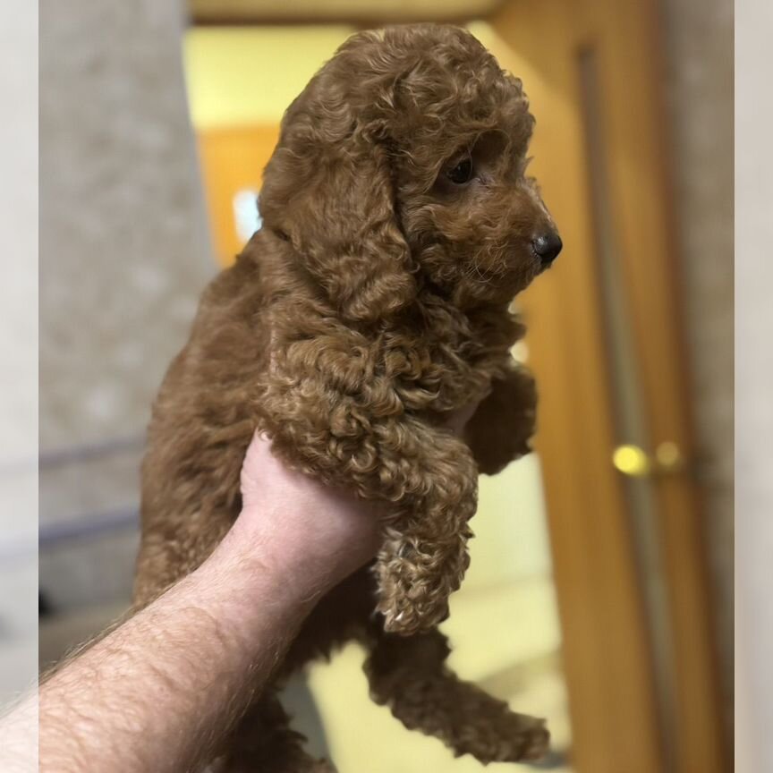 Той-пудель, щенок