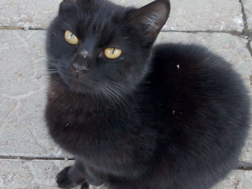 Кошка, чёрная, молодая