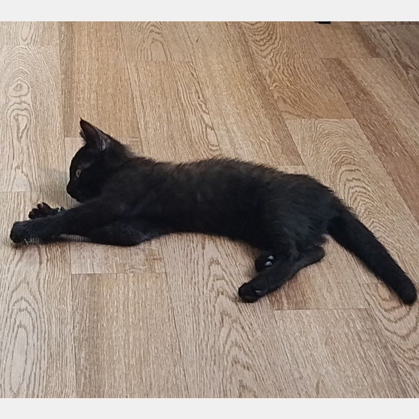 Отдам котенка в добрые руки