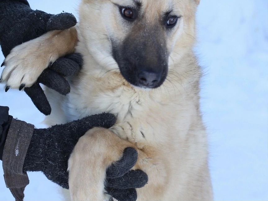 Собака в добрые руки