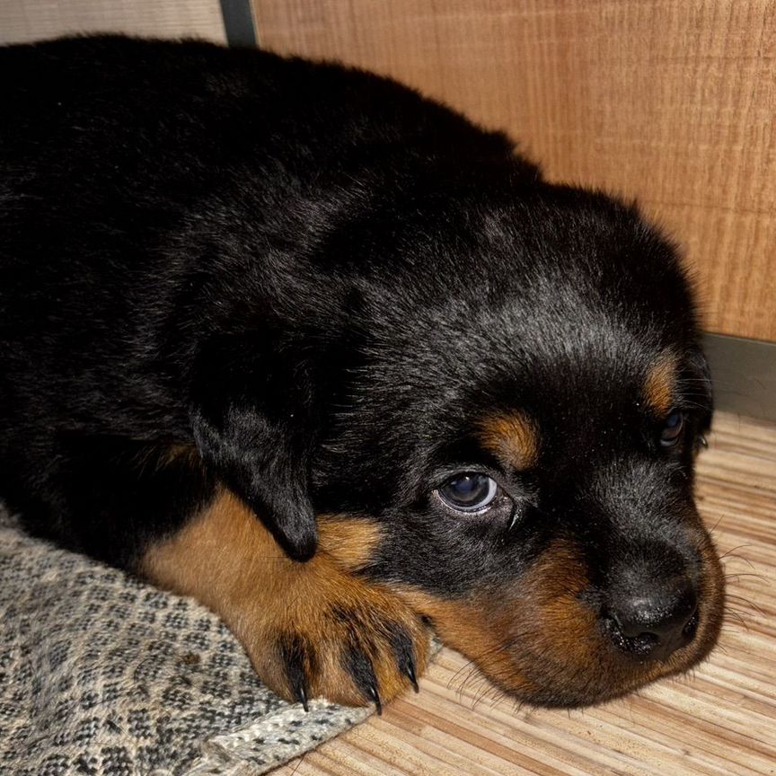 Ротвейлер, щенок