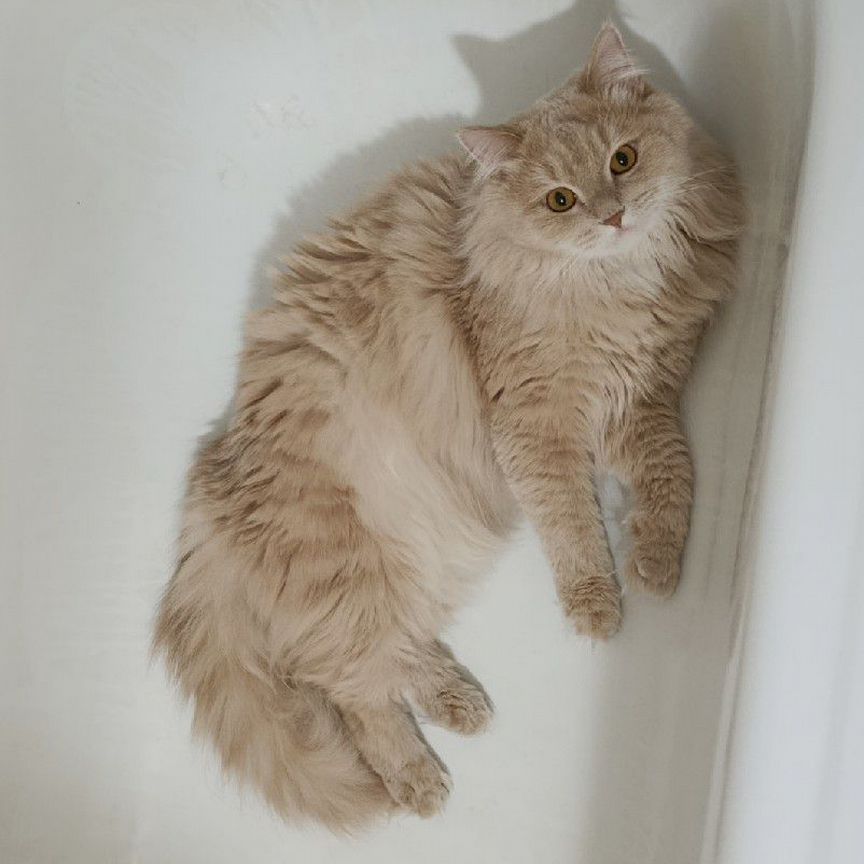 Взрослый кот в добрые руки