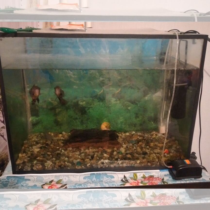 Аквариум на 80 литров