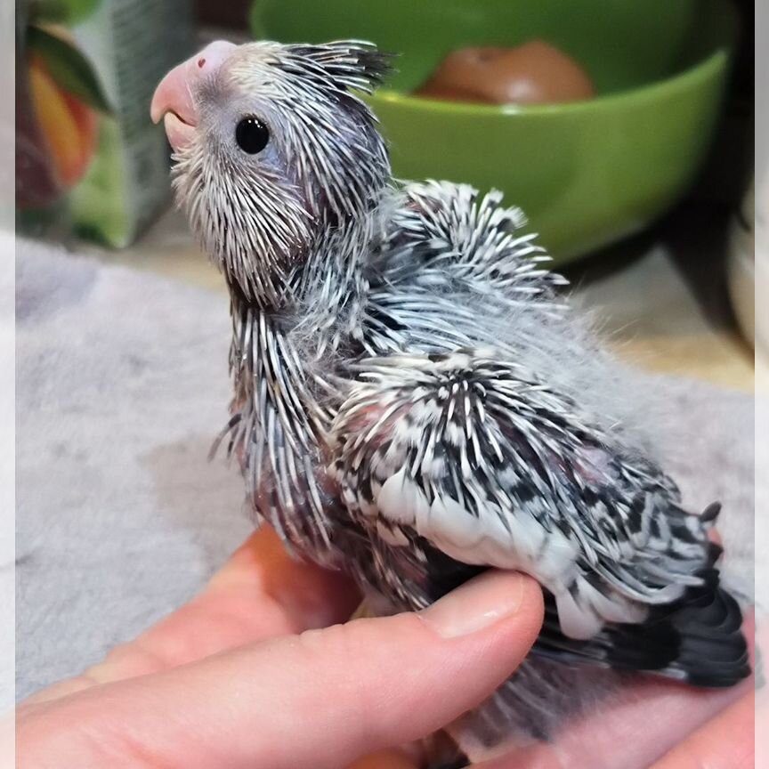 Птенец Попугай корелла 1 мес