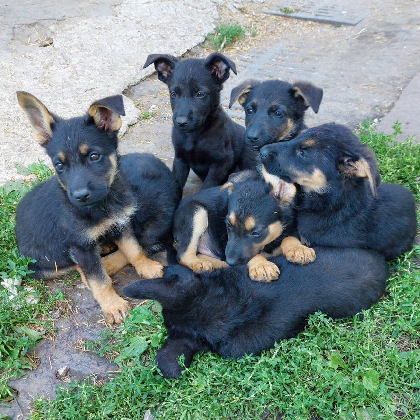 Немецкая овчарка