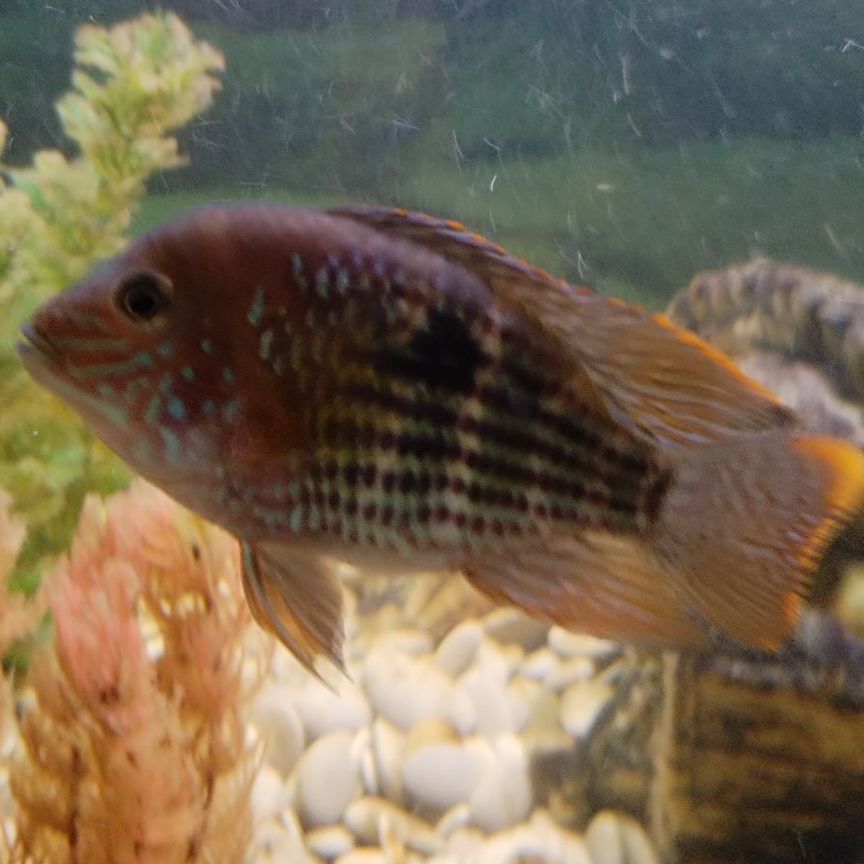 Акара бирюзовая 9см. 3 шт