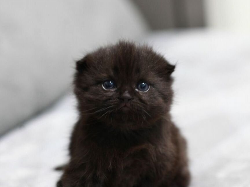 Шотландский котенок