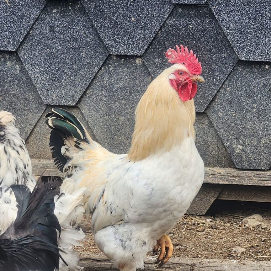 Молодой петух Доминант