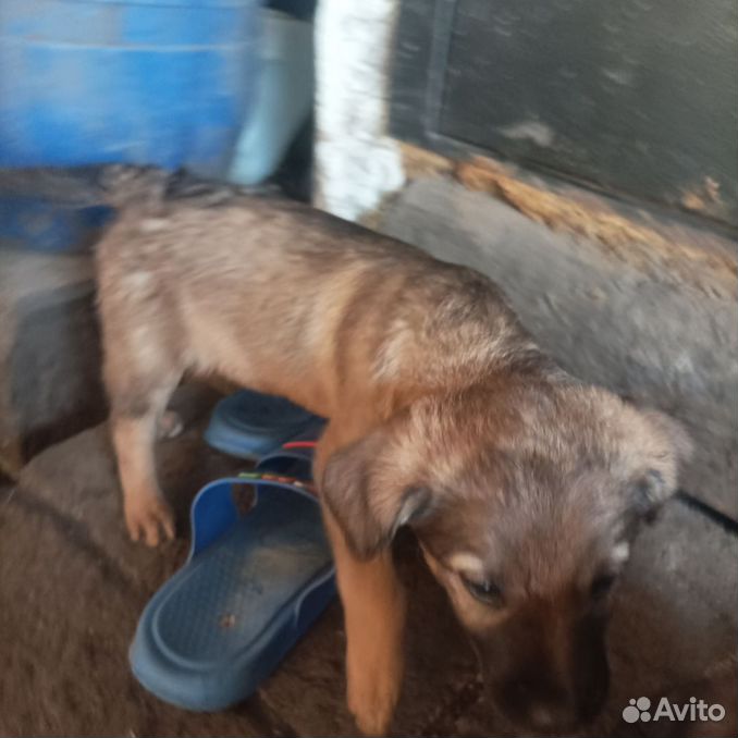 Щенок девочка на охрану