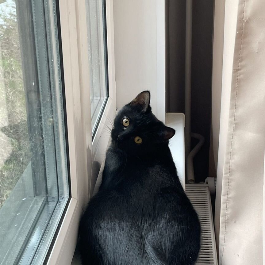 Черная кошка