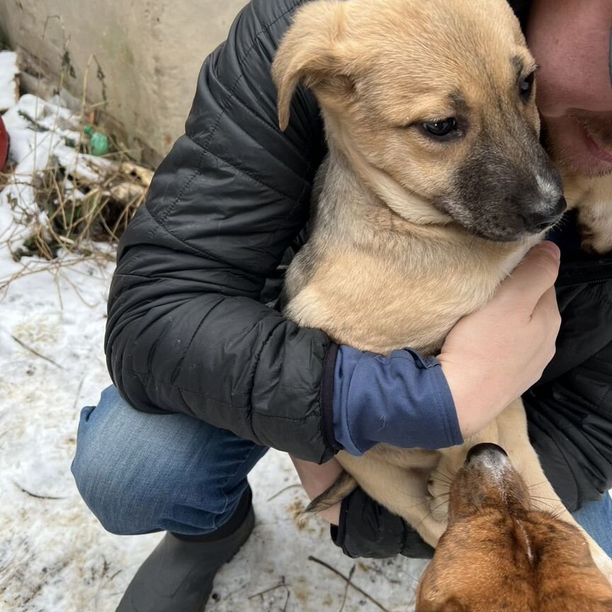 Маленький шенок ищет дом, 3 мес