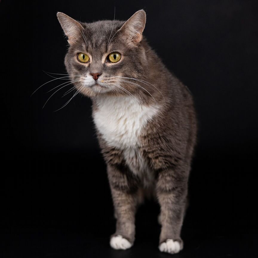 Дружелюбный котик ищет семью