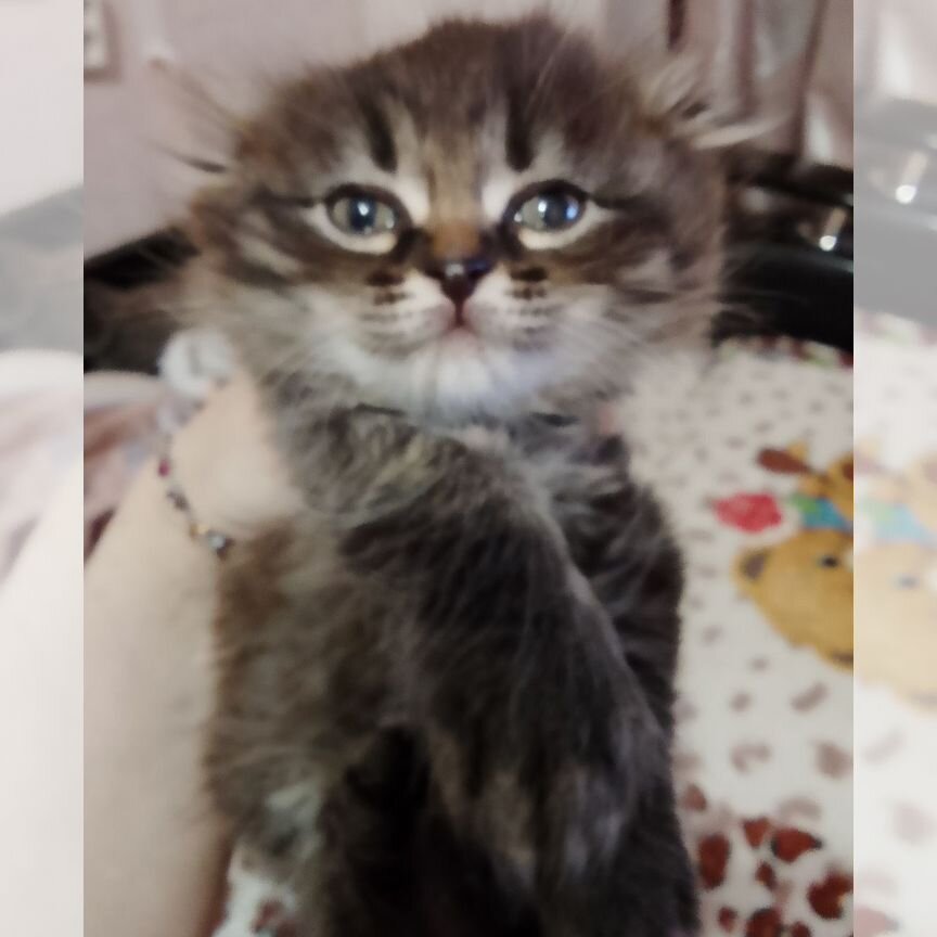 Шотландский вислоухий длинношёрстный котёнок