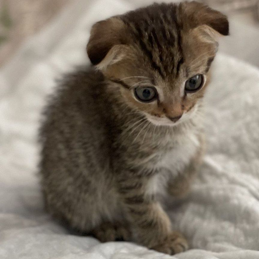 Вислоухий котенок