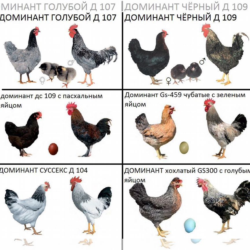 Яица инкубационные куриные Доменат