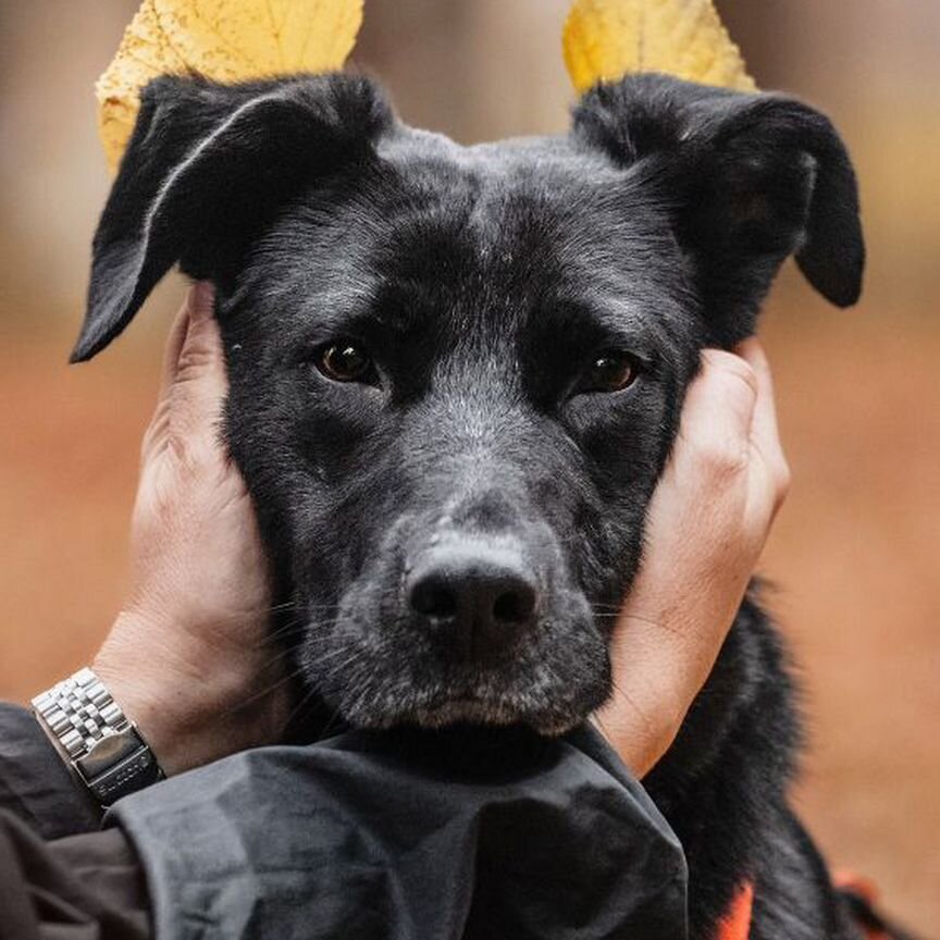 Взрослая собака в добрые руки