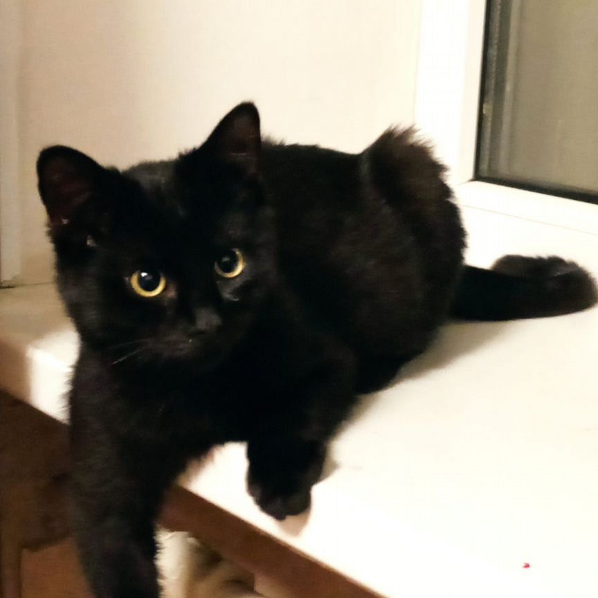 Клёвый котёнок в добрые руки