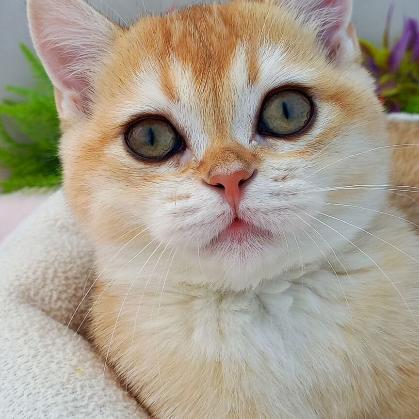 Шотландская золотая шиншилла мальчик