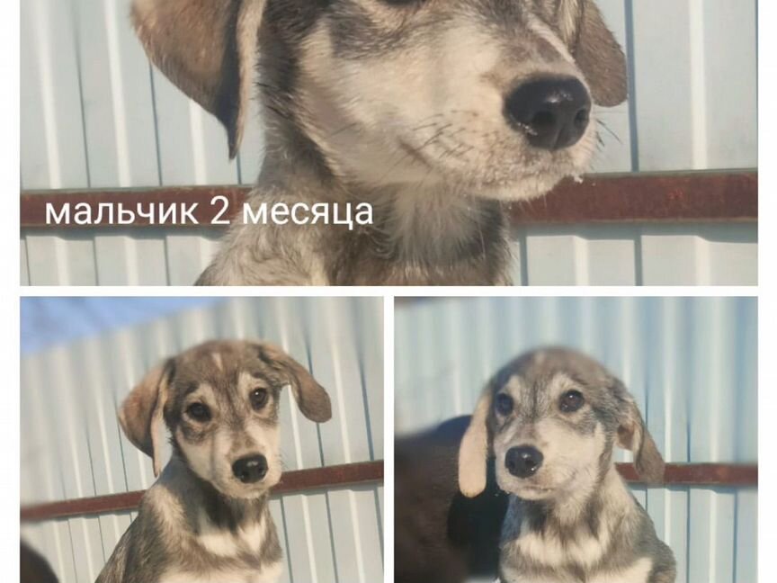 Собака мальчик 2 мес