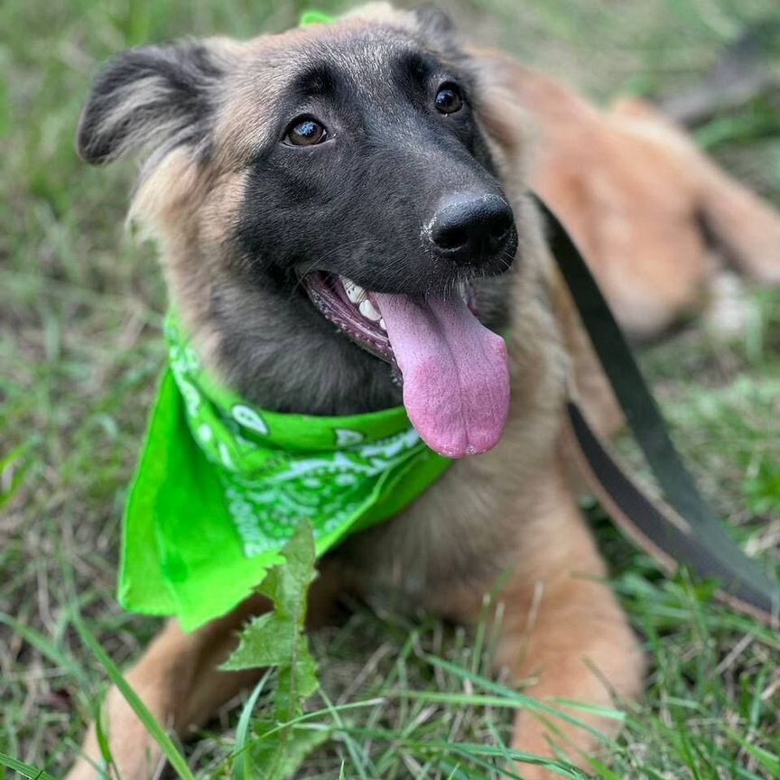 Красивый щенок Сэнди из приюта в добрые руки